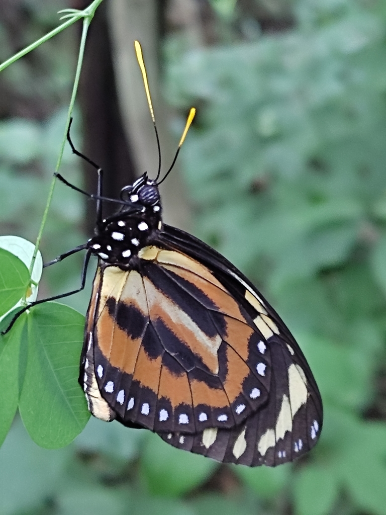 Lycorea halia atergatis from Parque Ecologico Bosque De Cinquera on ...