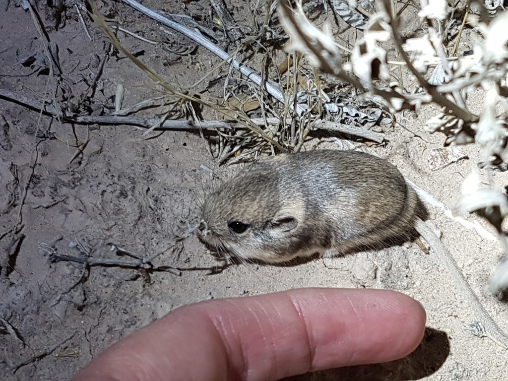 Perognathus flavus flavus from Juárez, Chihuahua, Mexico on March 17 ...