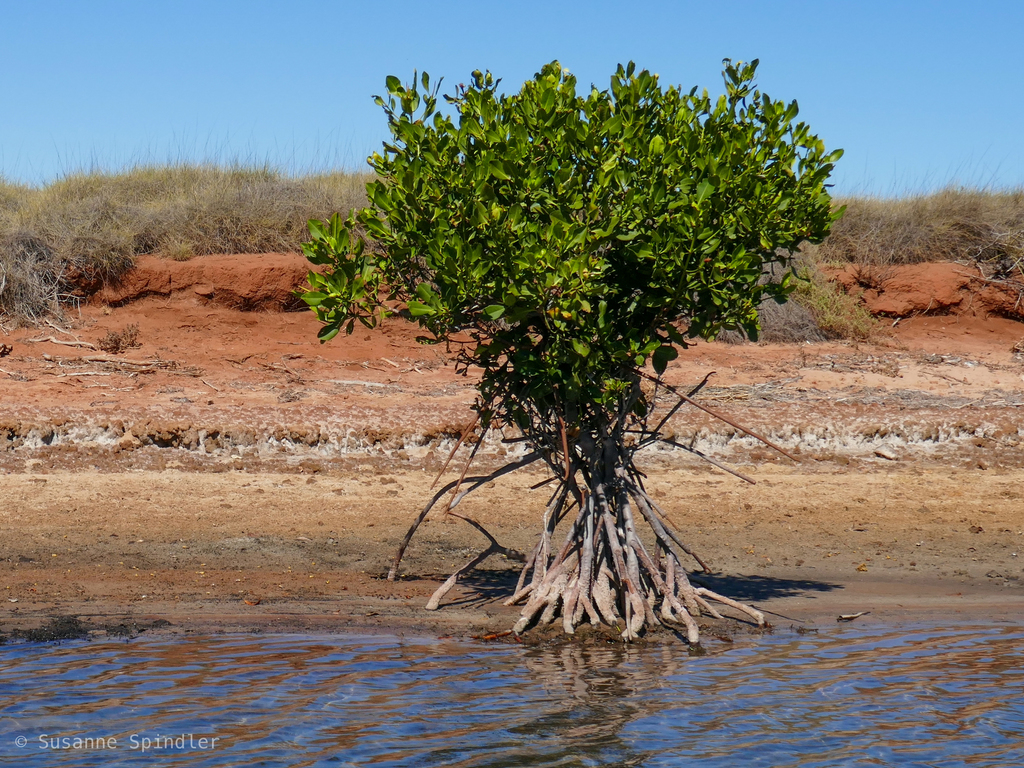 spotted mangrove (Rhizophora stylosa) - Botanical Realm