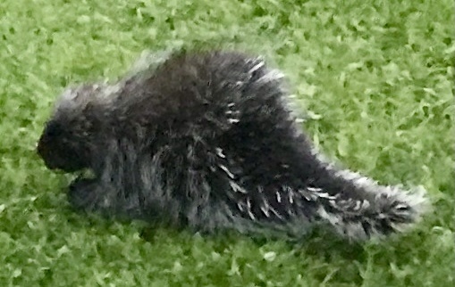 North American Porcupine from Goodhue Rd, Derry, NH, US on August 11 ...