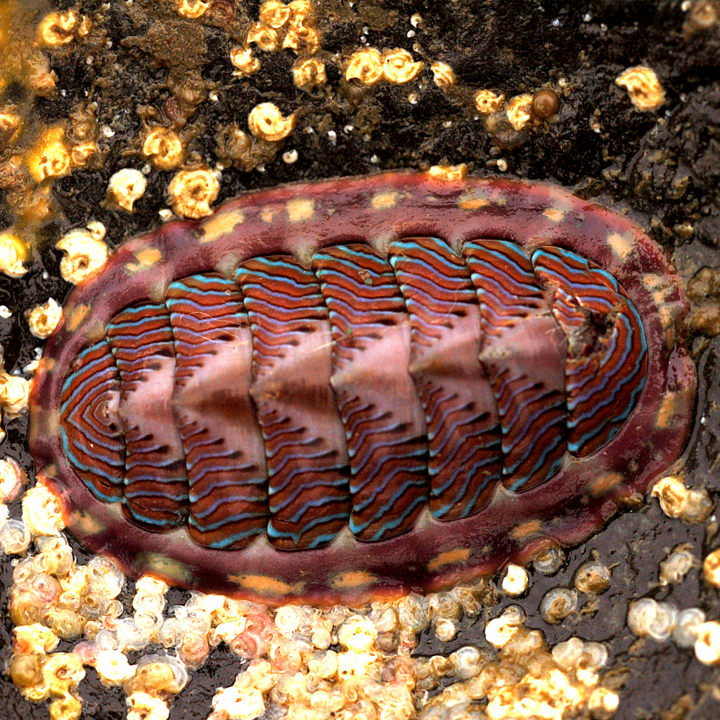 Lined Chiton (Biodiversity of Marin) · iNaturalist