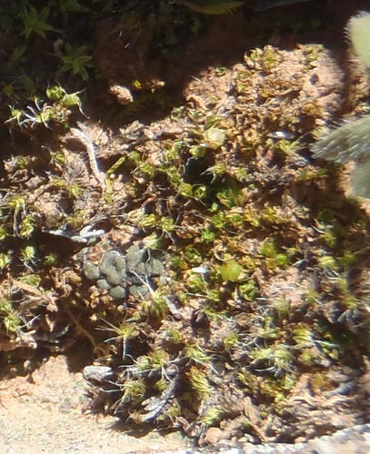 Genus Goniomitrium · iNaturalist