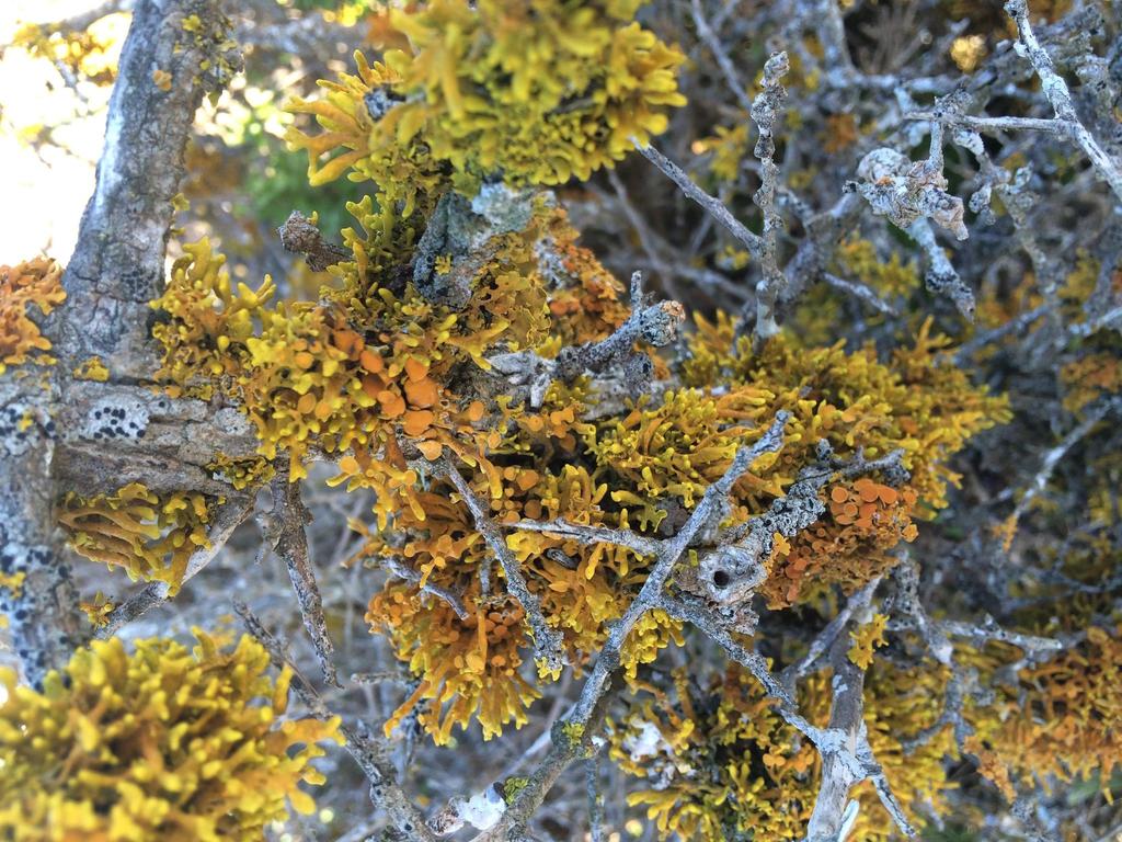 Xanthoria flammea (Fungi of southern Africa) · iNaturalist