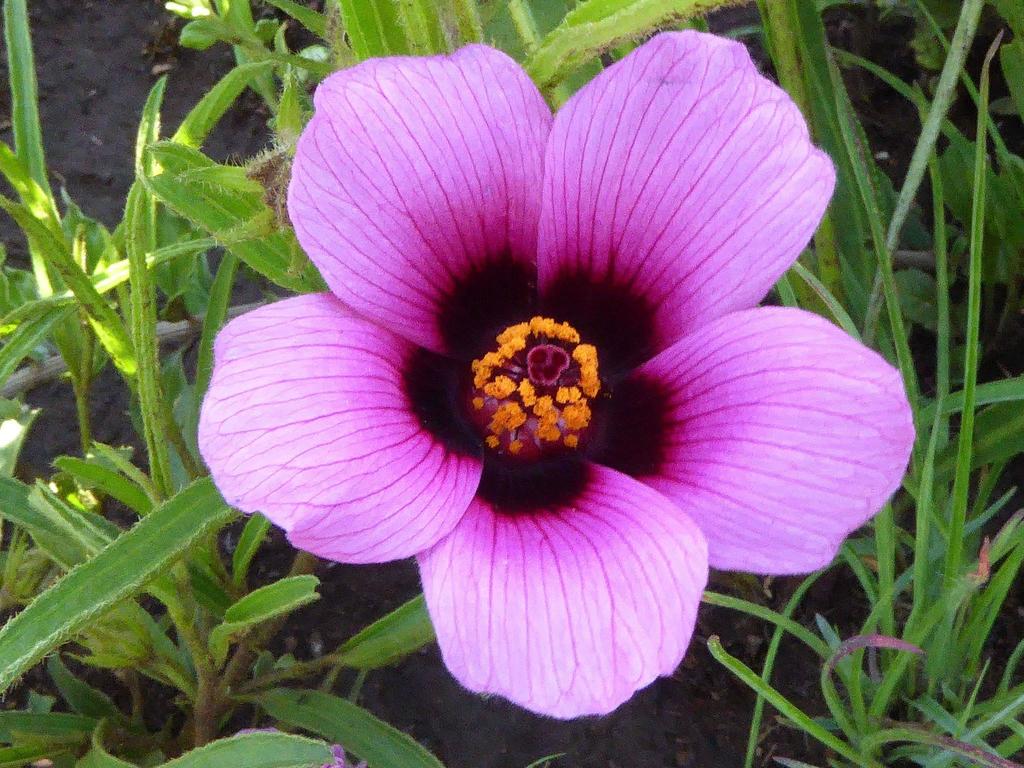 (Hibiscus microcarpus) - Botanical Realm