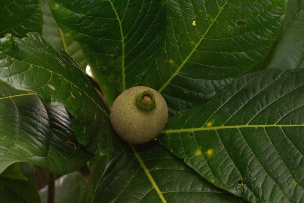 Genipap Tree from Guácimo, Provincia de Alajuela, Orotina, Costa Rica ...