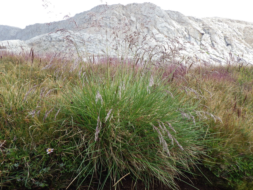 tufted hair grass (Deschampsia cespitosa) - Botanical Realm