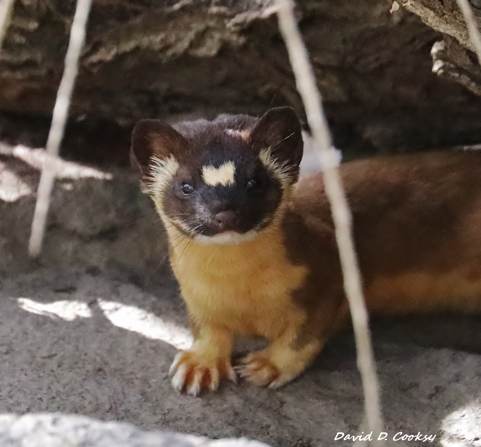 San Diego Long-tailed Weasel from San Carlos, San Diego, CA, USA on ...