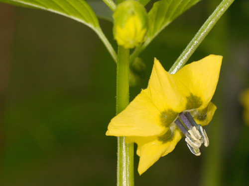 Large-flowered Tomatillo (Riverside Citizen Science - Flora) · iNaturalist