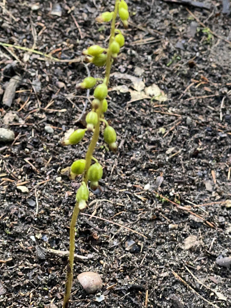 autumn coralroot from Lake Ann, MI, US on September 10, 2021 at 02:36 ...