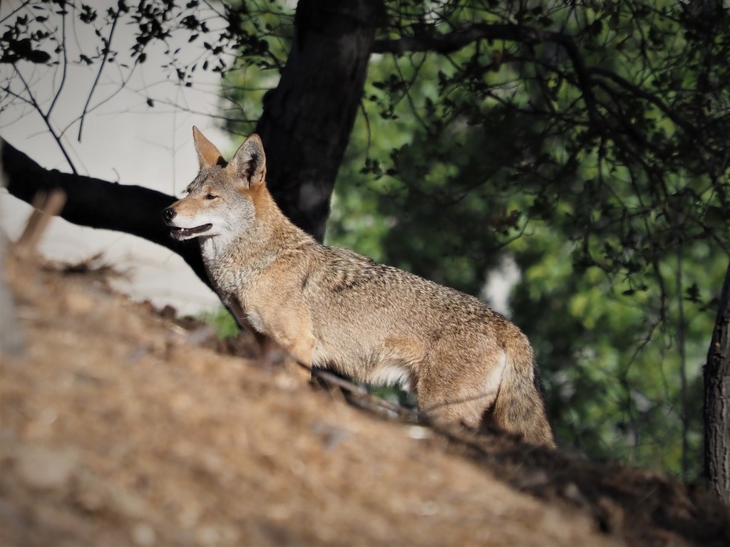 Coyote from North Arroyo, Pasadena, CA, USA on September 10, 2021 at 08 ...