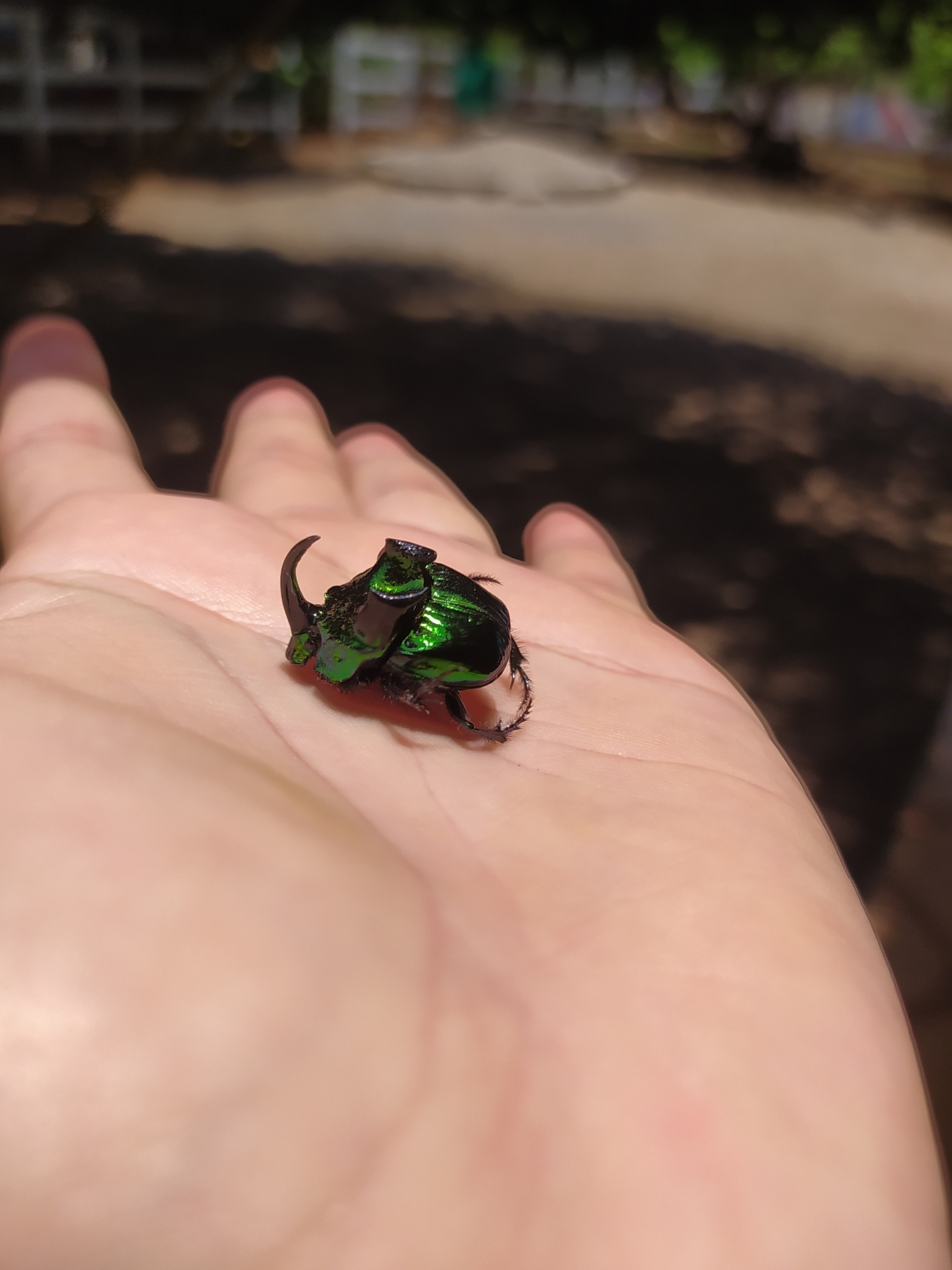 Phanaeus demon Castelnau, 1840