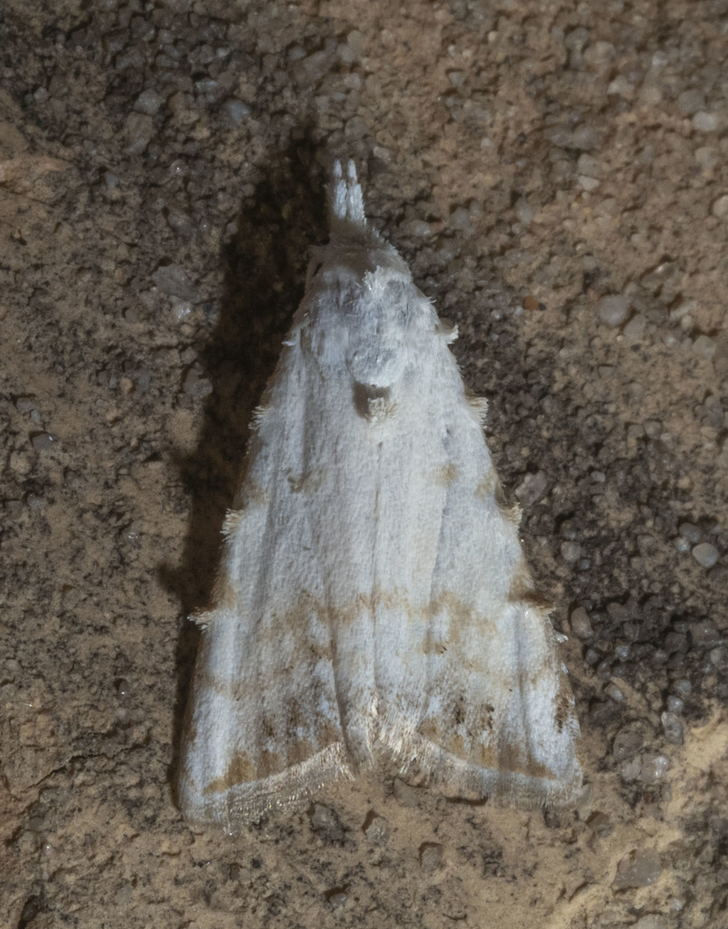 Sorghum Webworm Moth from Papeete Dr, Plano, TX 75075, USA on September ...