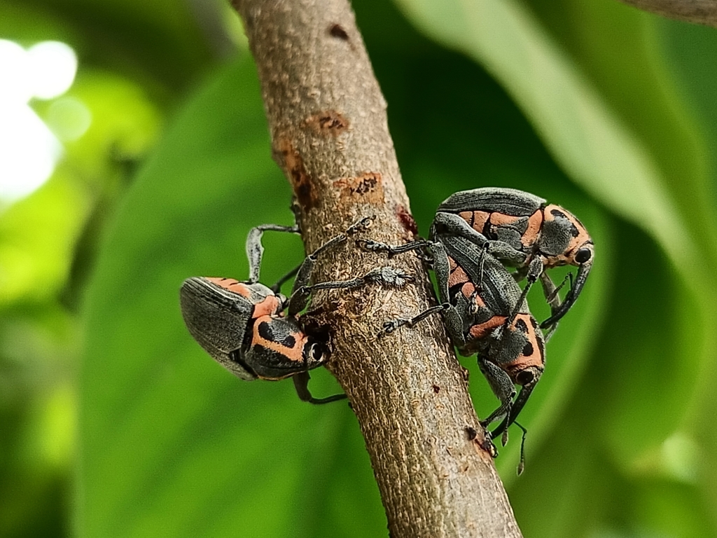 Optatus palmaris from Los Reyes, 62820 Yecapixtla, Mor., México on ...