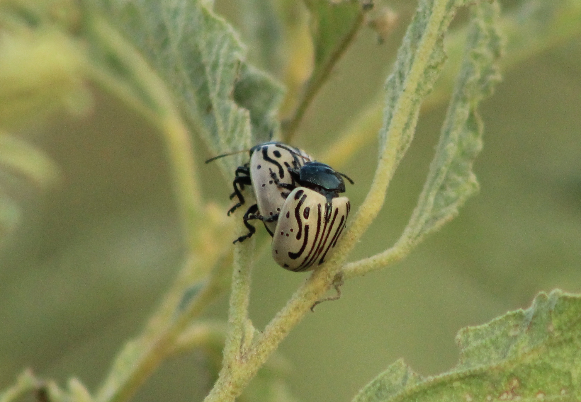 Calligrapha dislocata (Rogers, 1856)