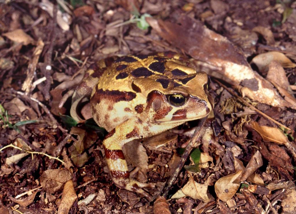 Eastern Leopard Toad from Ngele Forest, near Kokstad, KZN on November ...
