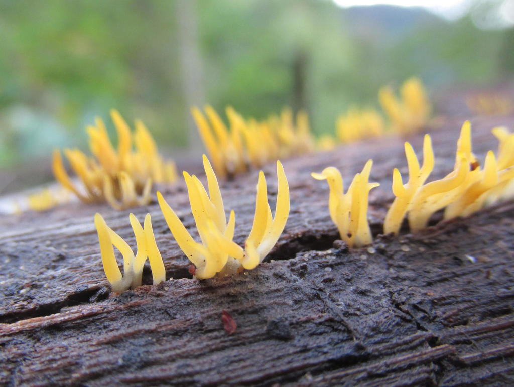 Calocera (Fungi of Taman Tugu) · iNaturalist