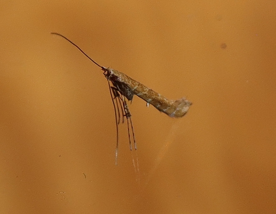 Acrocercops obscurella from Witta QLD 4552, Australia on September 10 ...