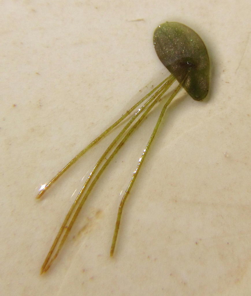 dotted duckweed (Landoltia punctata) - Botanical Realm