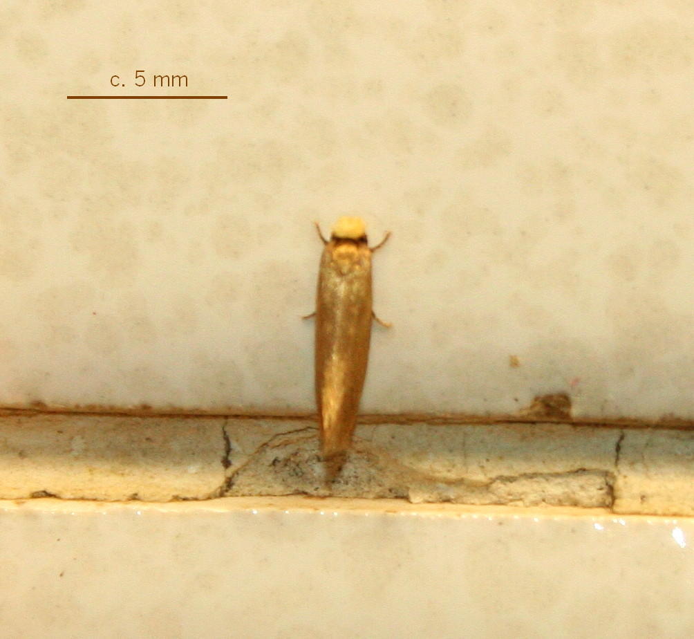 Horn Moth from Gaborone North, home: thatched house on 4 ha ...