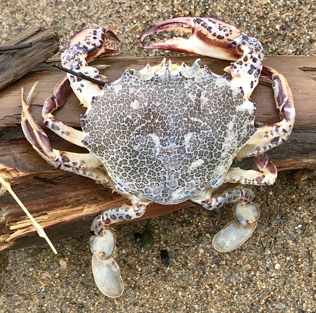 Lady Crab from Parker River National Wildlife Refuge, Newbury, MA, US on March 29, 2018 at 02:14 ...