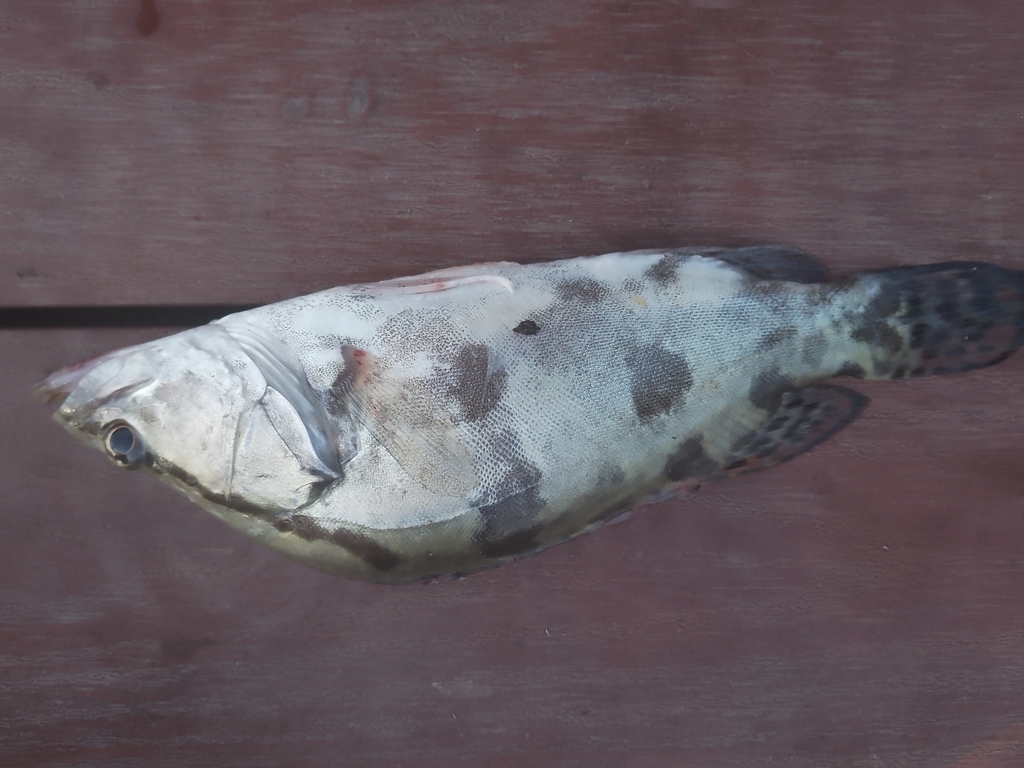 Chinese Perch (Siniperca chuatsi) - Marine Life Identification