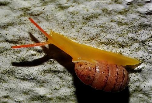 Gulella menkeana · iNaturalist Mexico