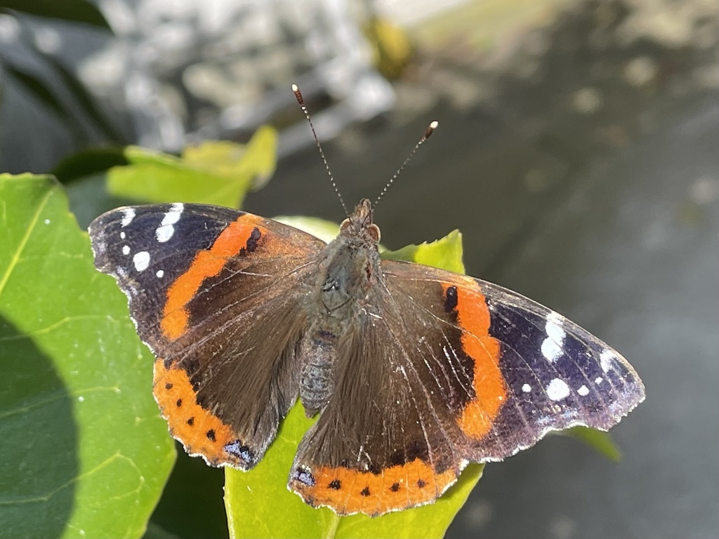 Red Admiral in August 2021 by motmot · iNaturalist