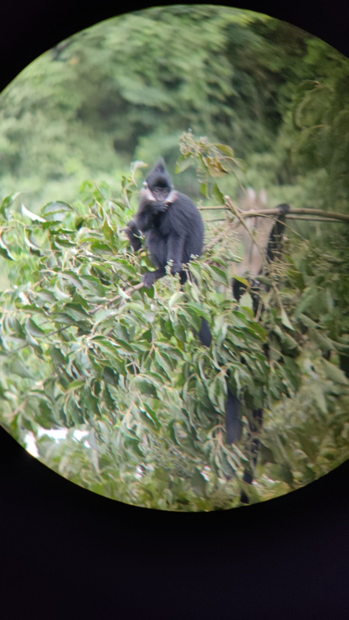 Trachypithecus francoisi (de Pousargues, 1898)
