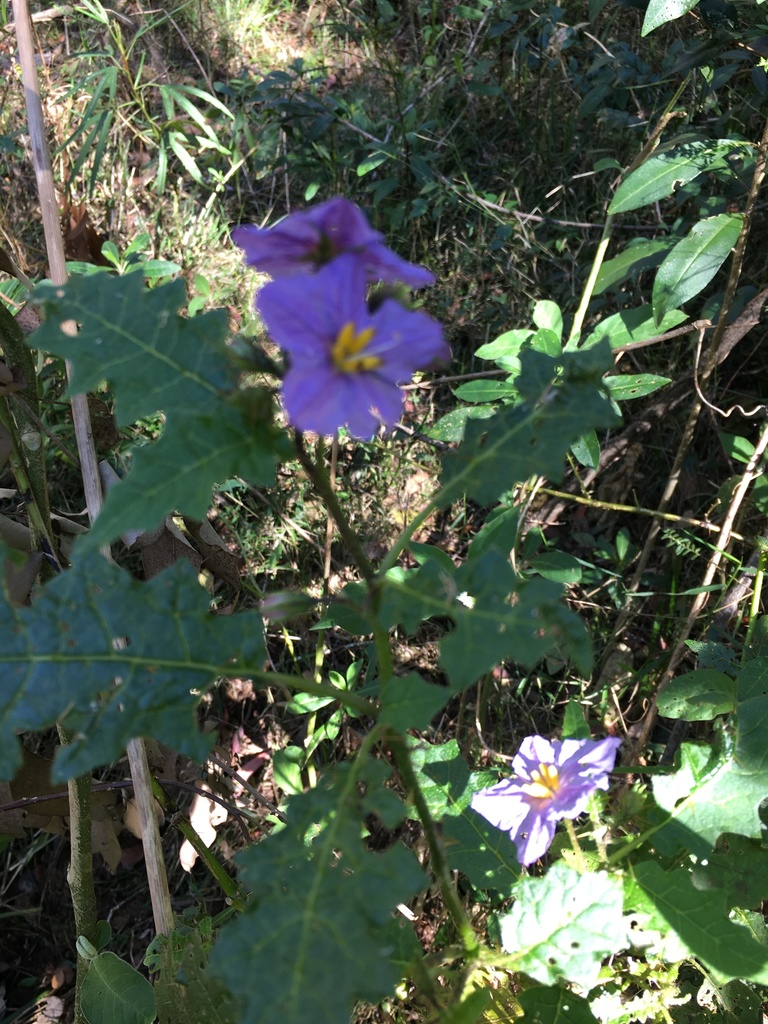Eastern Nightshade from Caparra NSW 2429, Australia on September 6 ...