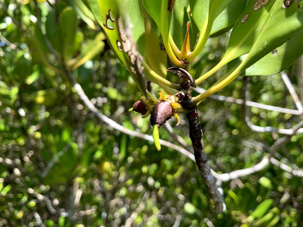 yellow mangroves (Ceriops) - Botanical Realm