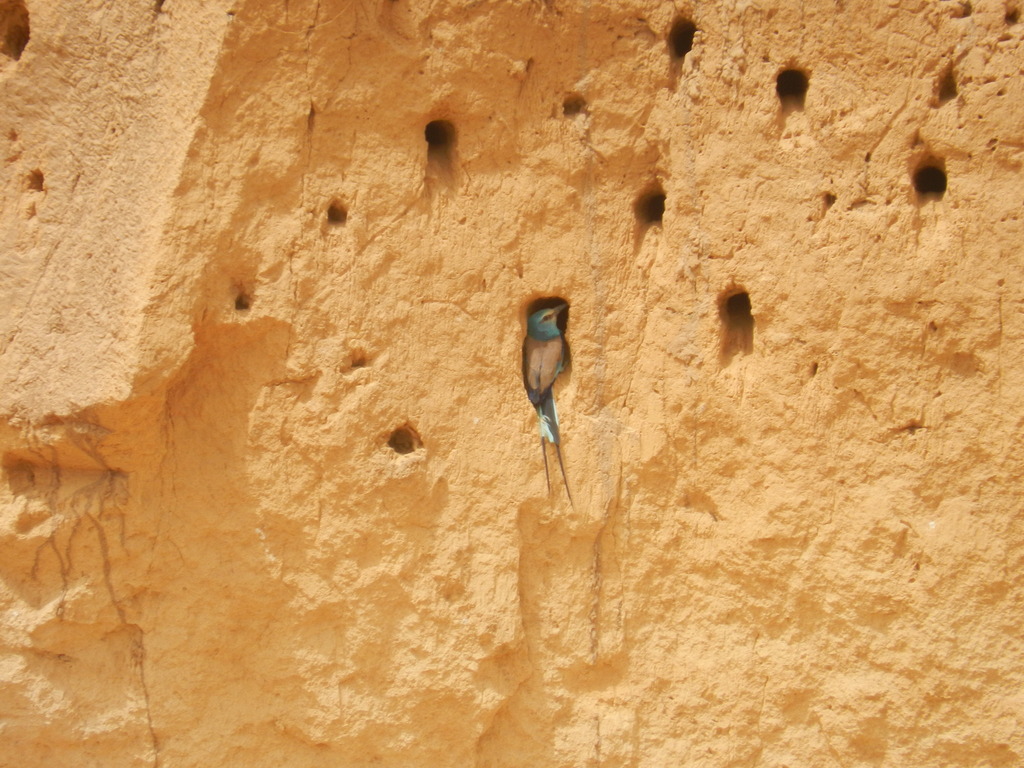 Abyssinian Roller from Niger on May 23, 2012 by Charles Thomas Hash, Jr ...