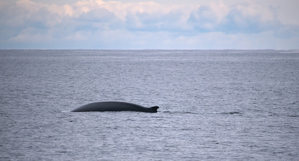Fin Whale in September 2021 by Blake Ross · iNaturalist