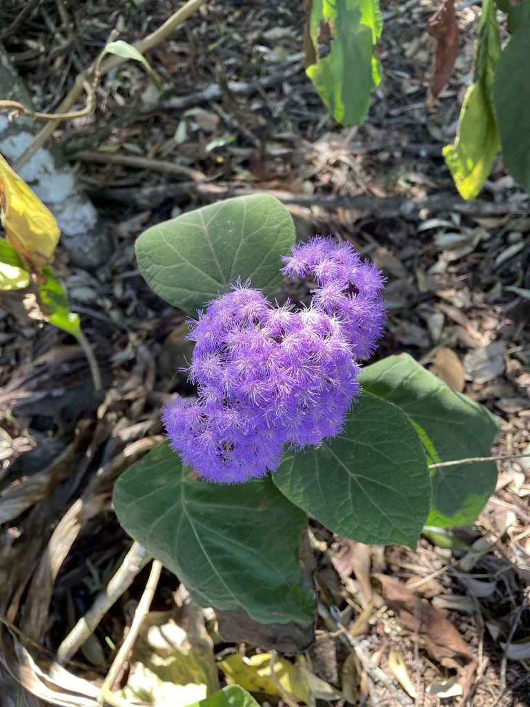 Blue Mist Flower from Caloundra Hinterland, Wootha, QLD, AU on ...