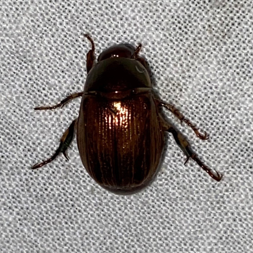 Margined Shining Leaf Chafer from TNC Paint Rock Forest Research Center ...