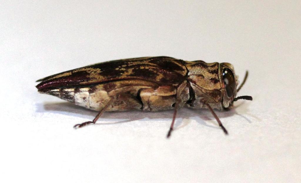Agrilus diversicolor (Buprestidae (Jewel Beetles) of Southern Africa ...