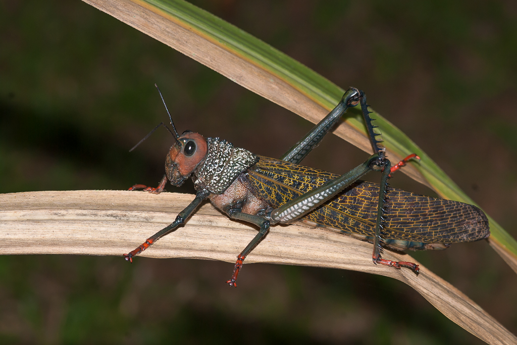 Tropidacris cristata cristata