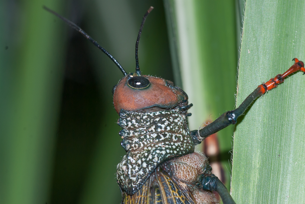 Tropidacris cristata cristata