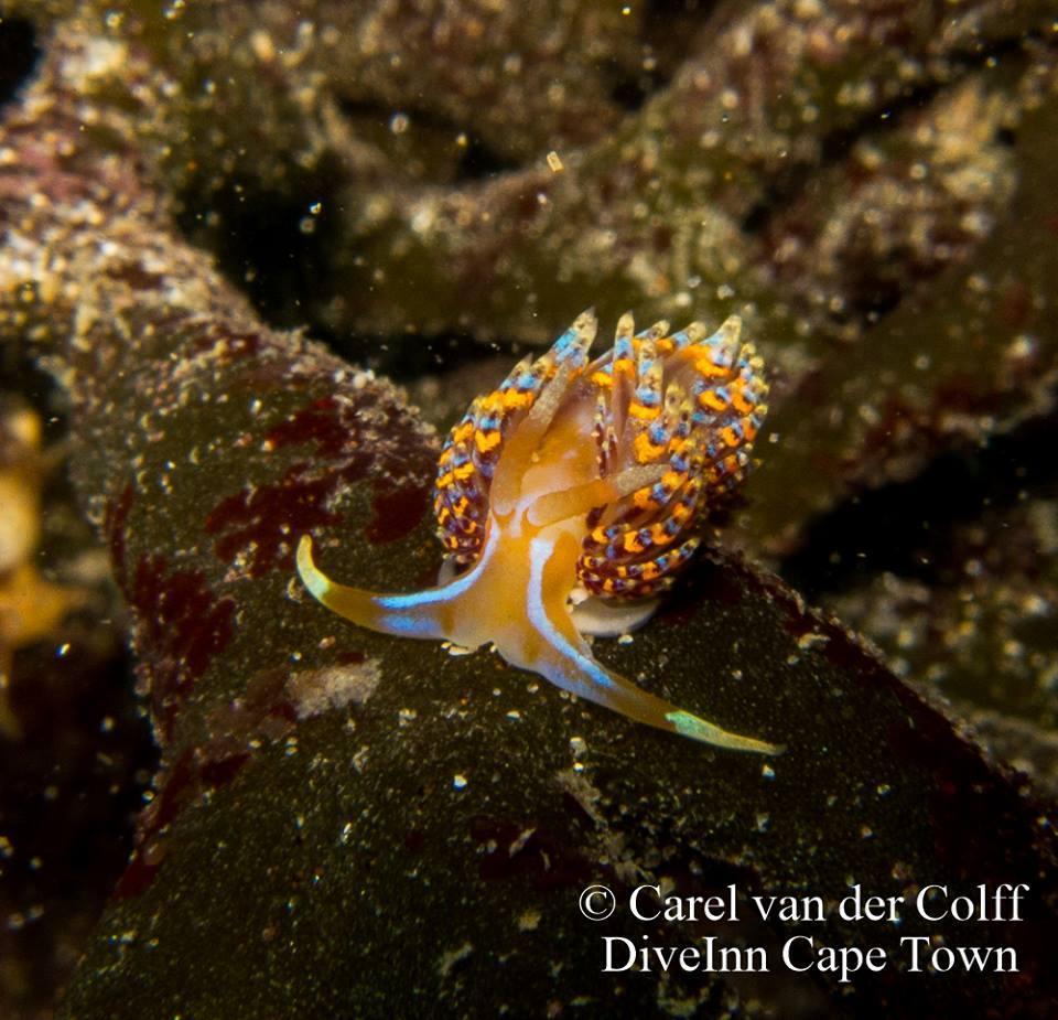 Four-colour Nudibranch (Nudibranch of Hermanus Tidal Pool) · iNaturalist