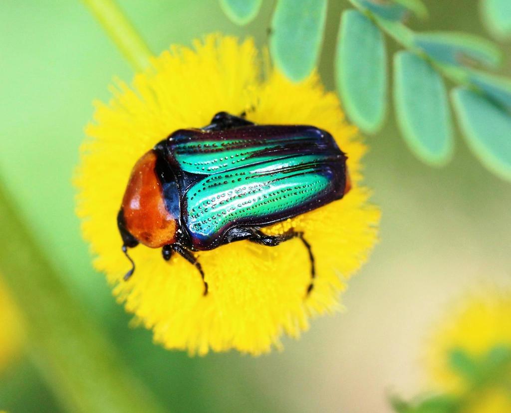 Amethyst Fruit Chafer (Beetles of Botswana) · iNaturalist
