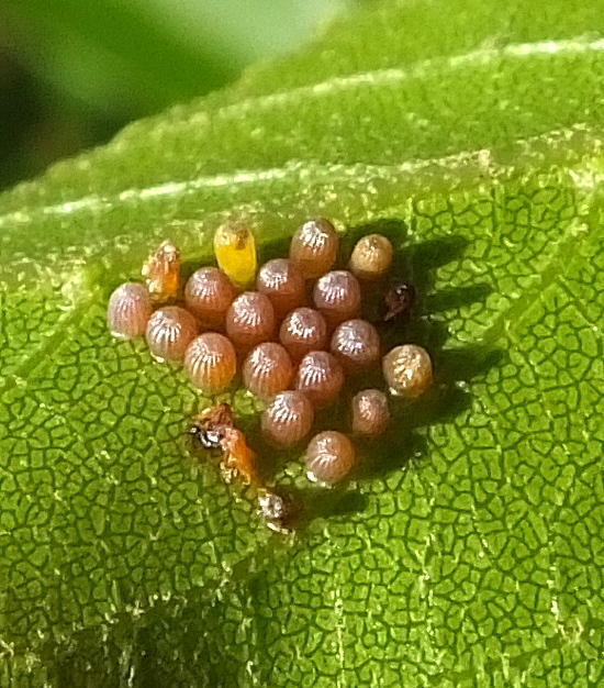 Garden Acraea from Garden Route Botanical Garden on October 28, 2015 by ...