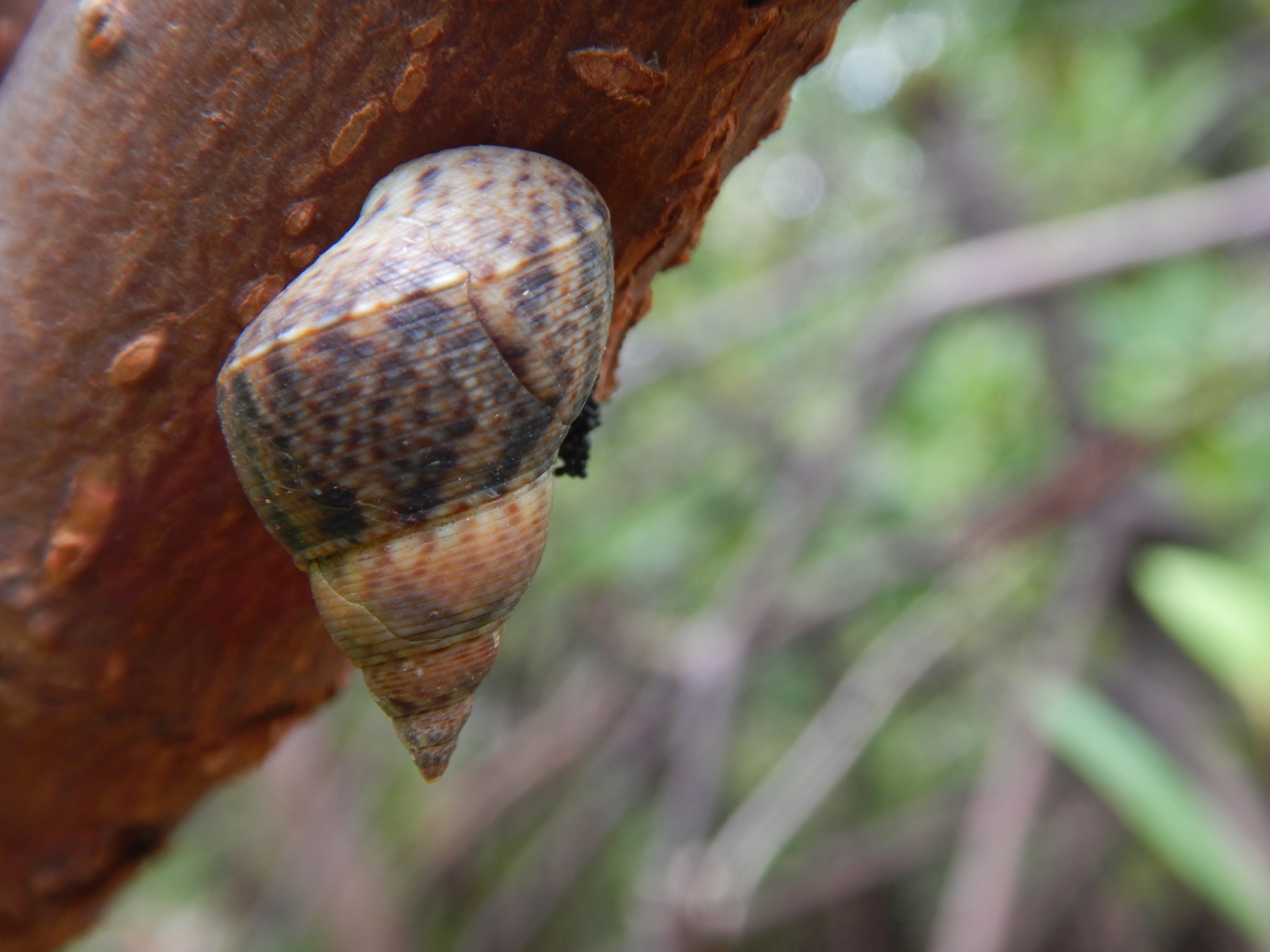 Littoraria scabra (Linnaeus, 1758)