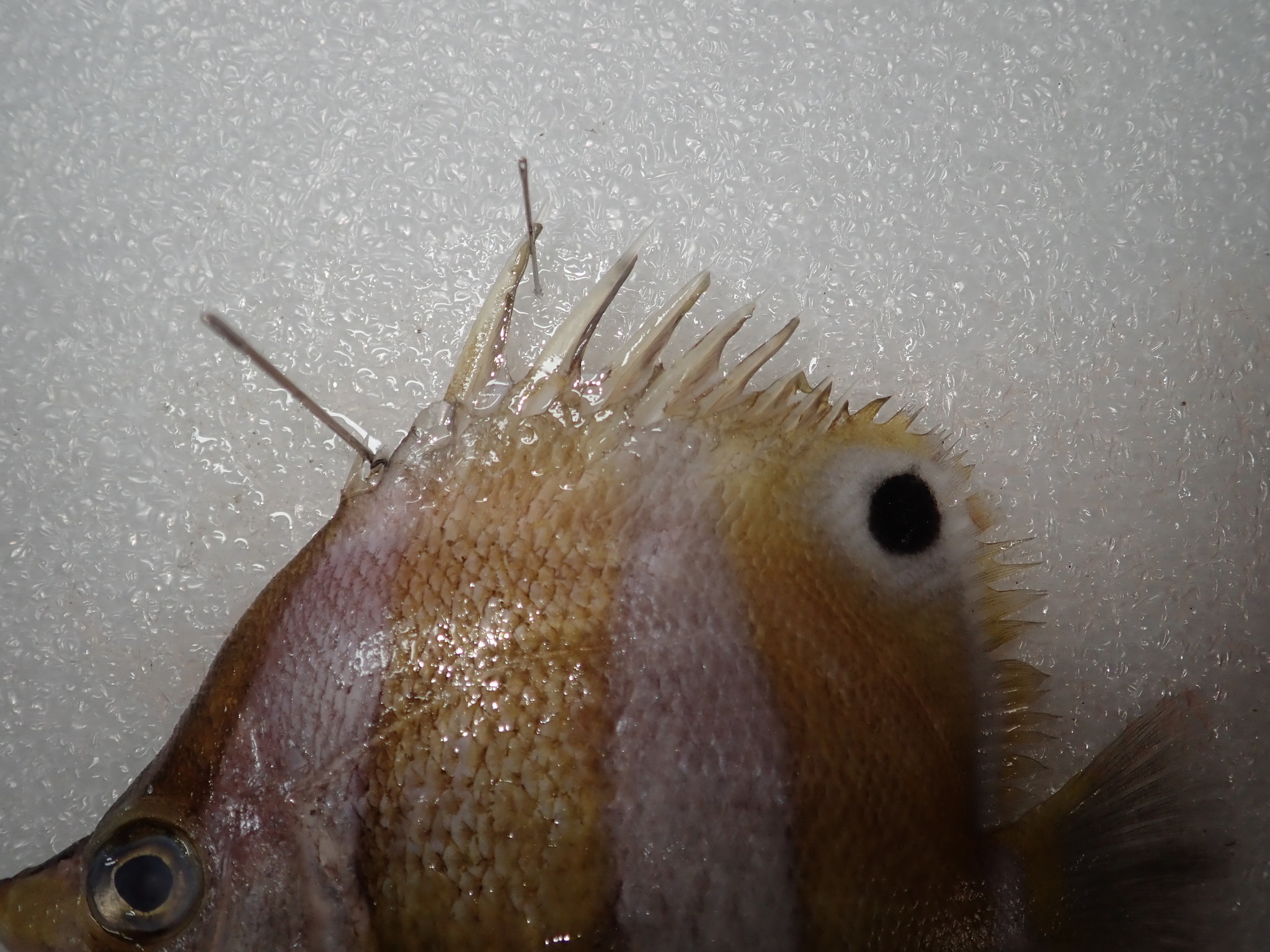 Roa modesta (Temminck & Schlegel, 1844)