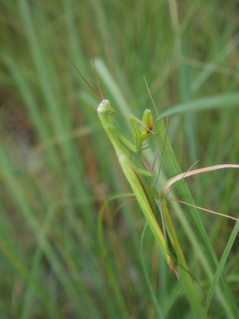 European Mantis in September 2021 by orthoptera-jp · iNaturalist
