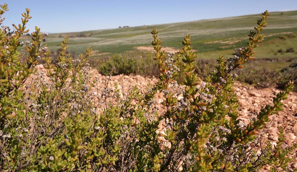 Twinleaf Dewfig from Eendekuil, east of N7 on September 3, 2015 by Nick ...