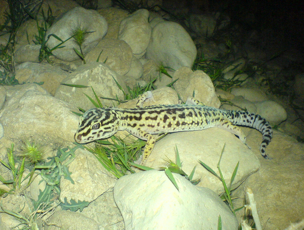 Iranian Fat-tailed Gecko from Fars Province, Iran on April 23, 2009 by ...