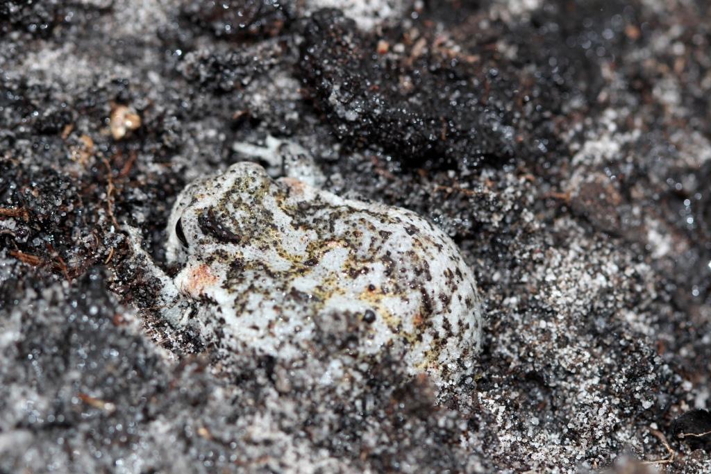 Rose's Rain Frog (Reptiles and amphibians of the Cape Flats Nature ...