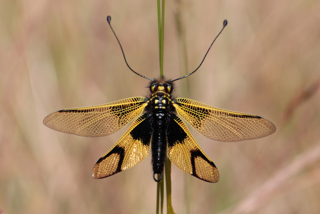 Libelloides longicornis (Invertebrados del Parque Natural de L'Alt ...