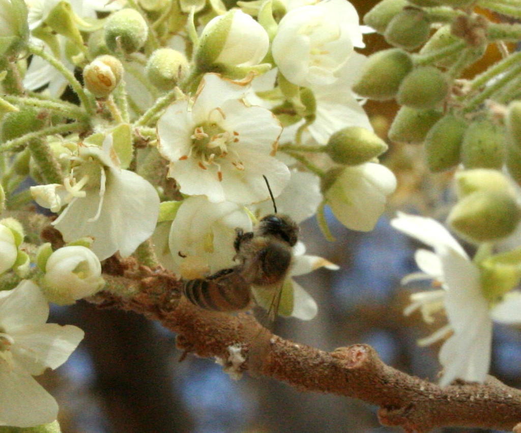 Western Honey Bee from A1 Dibete on September 3, 2015 by Christine ...