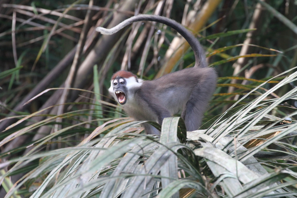 Red-capped Mangabey (Cercocebus torquatus) - Know Your Mammals