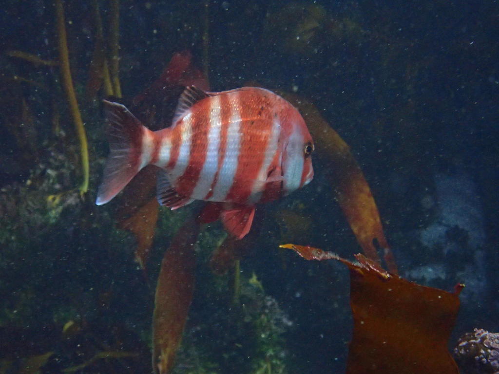 Red Stumpnose (Chrysoblephus gibbiceps) - Marine Life Identification